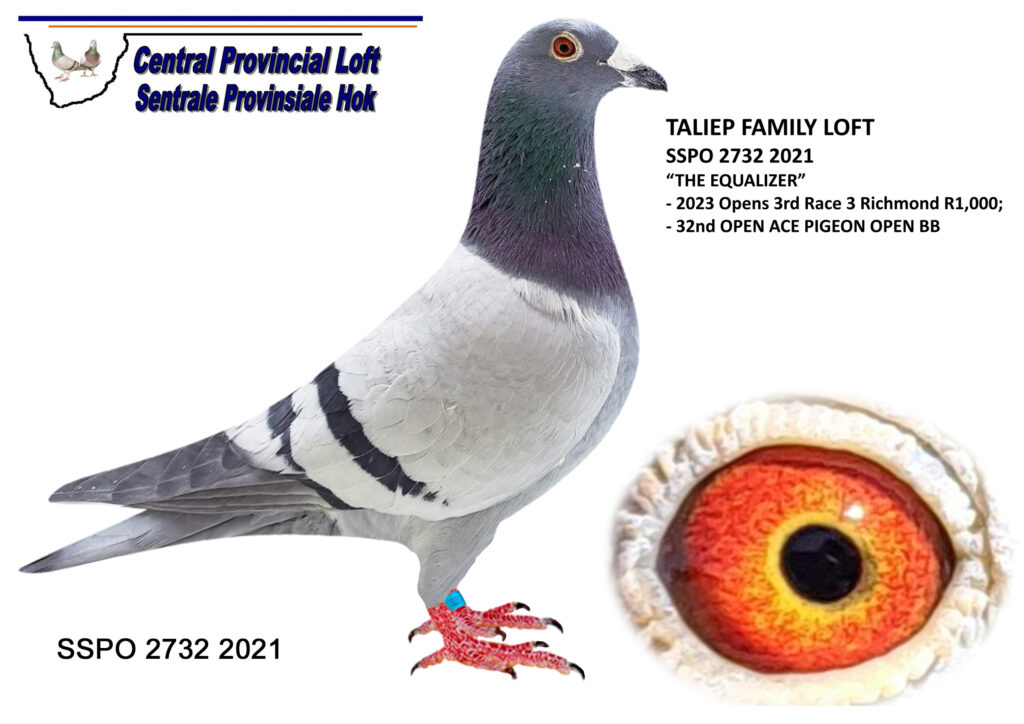 LOT 14 CENTRAL OLR – ZA SSPO 2732 2021 “THE EQUALIZER” BB C Bred by TALIEP FAMILY LOFTS ...