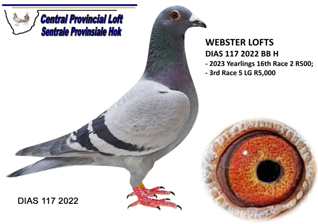 LOT 16 CENTRAL OLR – WEBSTER LOFTS Dias 117 2022 BB -2023 Yearlings 16th Race 2 R500; 3rd Race 5 ...