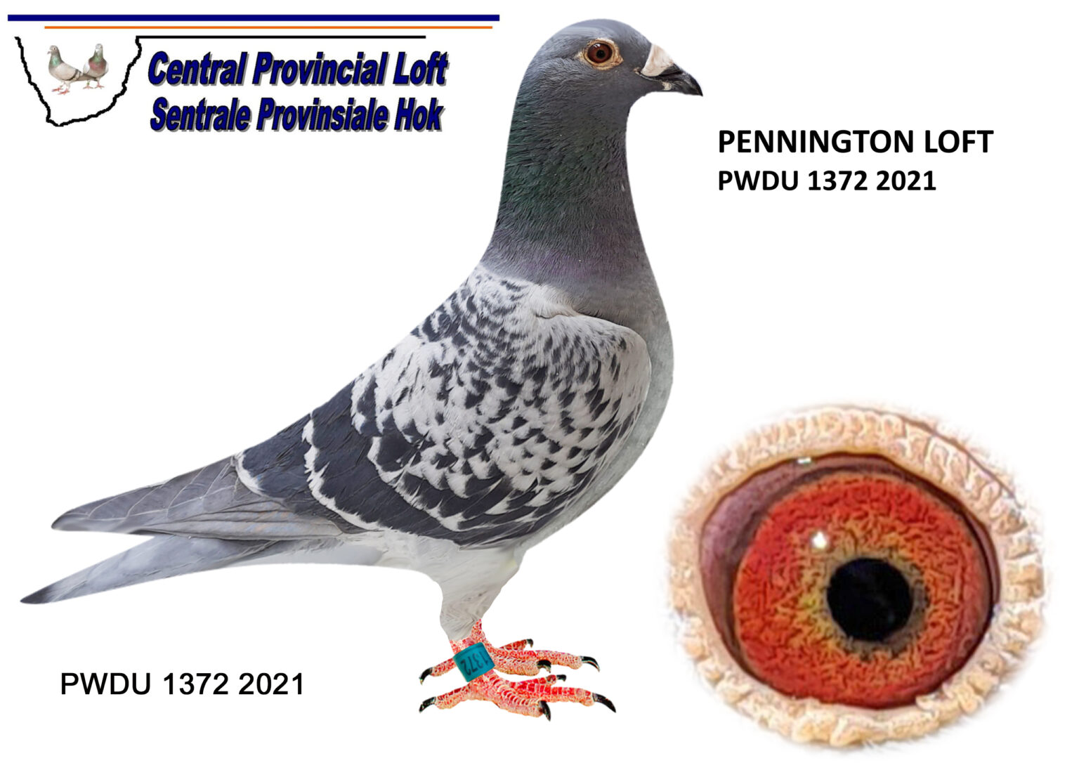 LOT 19 CENTRAL OLR -PWDU 1372 2021 Pennington Lofts MIXBIRD 72 BCWF C——-SIRE: 4462 ZA 19 CYRL ...