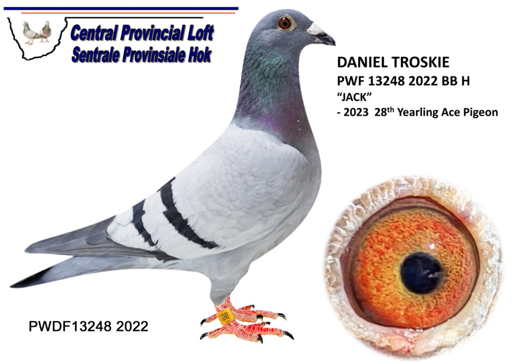 LOT 22 CENTRAL OLR -ZA PWF 13248 2022 “JACK” BB H Bred by DANIEL ...
