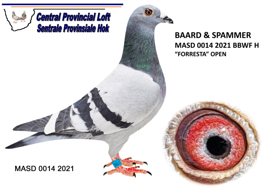 LOT 25 CENTRAL OLR -ZA MASD 0014 2021 “FORRESTA” BBWF H Bred by BAARD ...