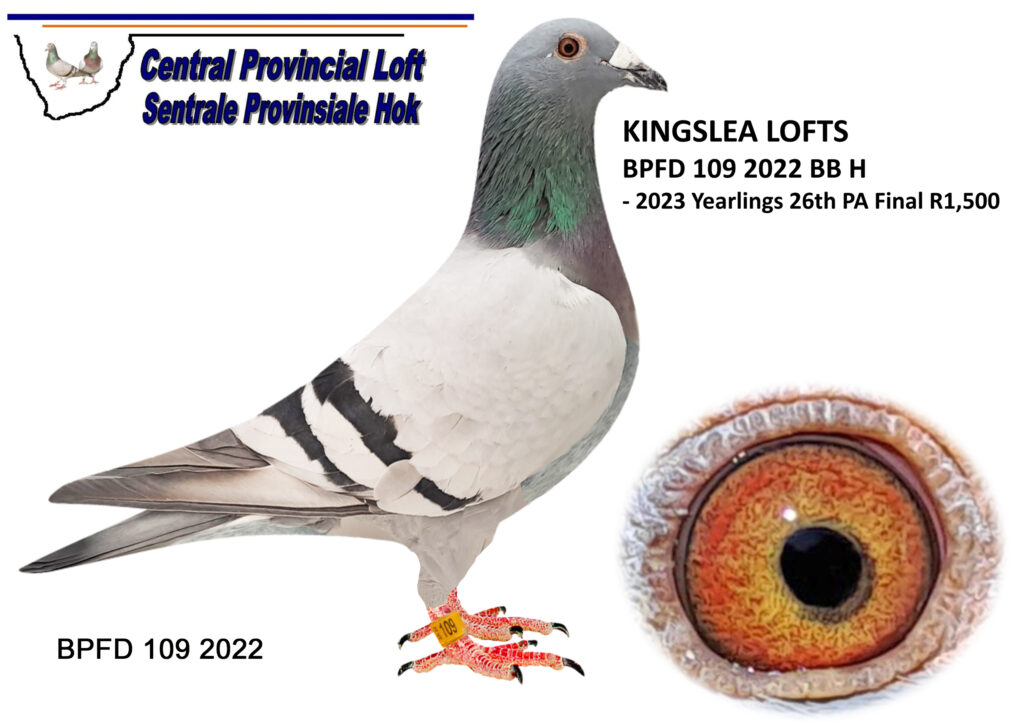 LOT 26 CENTRAL OLR -ZA BPFD 109 2022 BB H Bred by KINGSLEA LOFTS. Performances: 2023 Yearlings ...