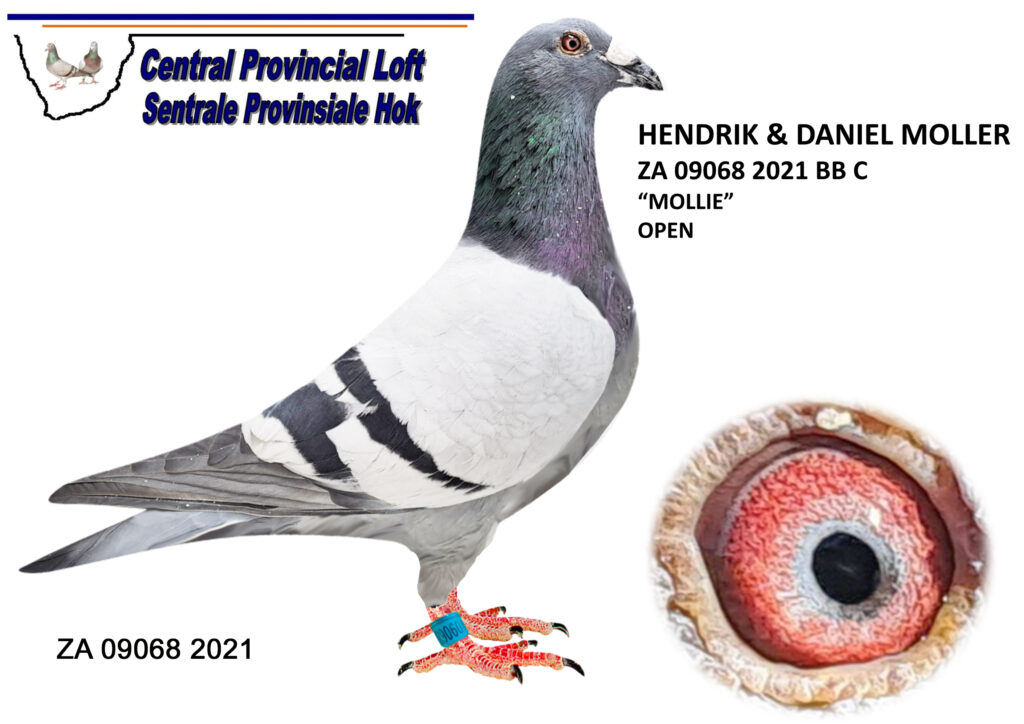 LOT 27 CENTRAL OLR -ZA 09068 2021 “MOLLIE” BB C Bred by HENDRIK ...