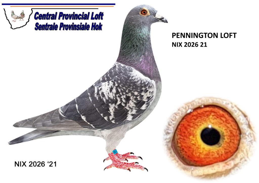 LOT 29 CENTRAL OLR -ZA NIX 2026 2021 “STOPLIGHT 26” BCH C Bred by ...