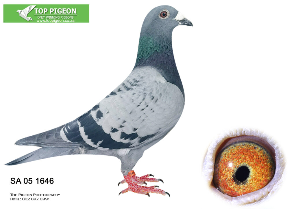 LOT 12 TOP PIGEON EARLY SEPTEMBER – SA 05 1646 CH- RUNG WITH OLD RING – SIRE:ZA 18 NDK 0584 CH ...