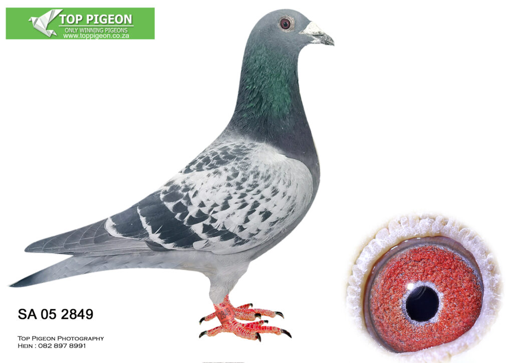 LOT 17 TOP PIGEON MID SEPTEMBER ––– SA 05 2849 CH – HOOYMANS – SIRE:ZA ...