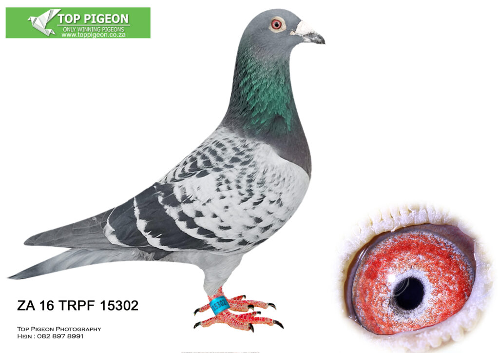 .LOT 7 SPRING AUCTION – ZA 16 TRPF 15302 CH – “CAVENDISH HARRY”. HOOYMANS. INBRED “HARRY” OF JAN ...