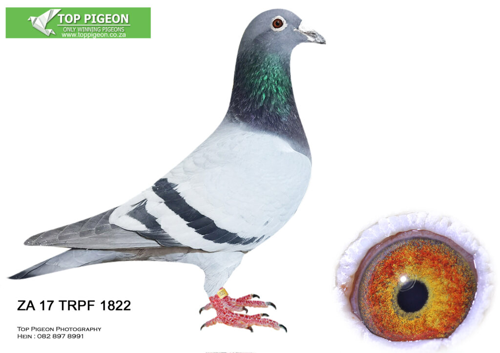 .LOT 3 TOP PIGEON MID SEPTEMBER – ZA 17 TRPF 1822 BB -TRPF ACE / MAK HEN .—-GREAT RACER AND ...