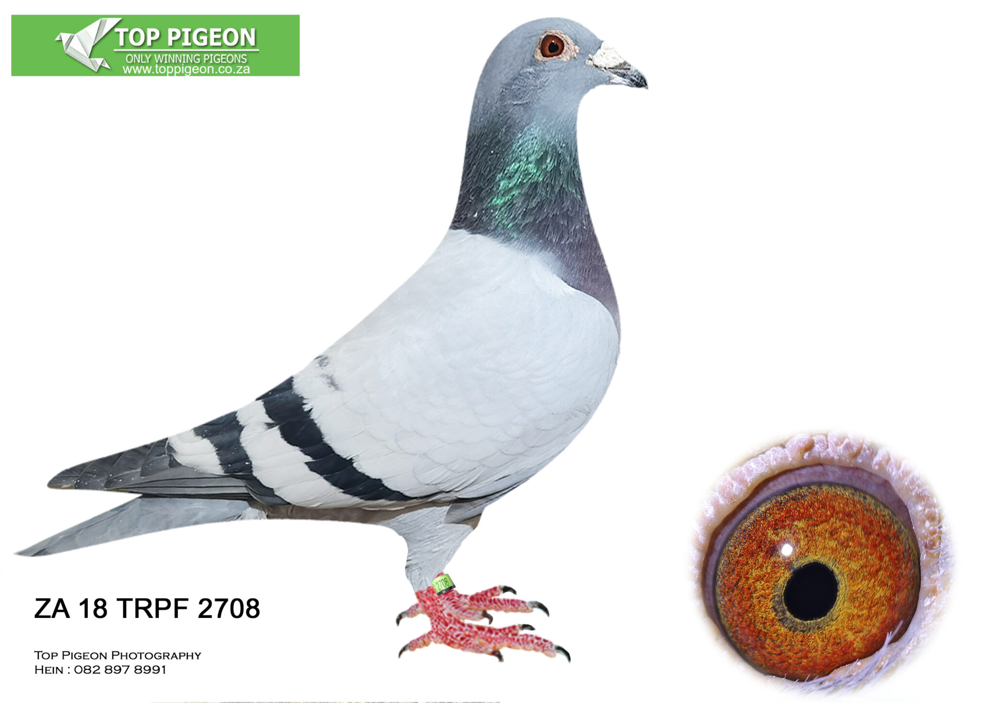 .LOT 6 TOP PIGEON MID SEPTEMBER – ZA 18 TRPF 2708 BB – SUPER RACE HEN. WINNER AND ONE OF THE ...