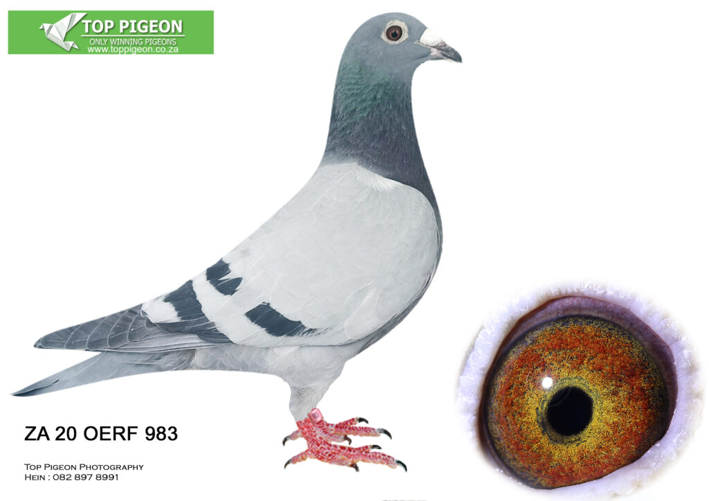 .LOT 6 TOP PIGEON MID WEEK – ZA 20 OERF 983 – SIRE: OOA 19 ZA 203 “BLACK OSWALD LINE”. THIS IS A ...