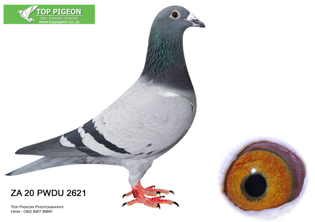.LOT 9 TOP PIGEON MID SEPTEMBER –– ZA 20 PWDU 2621 BBAR – BRED FROM 2 ...