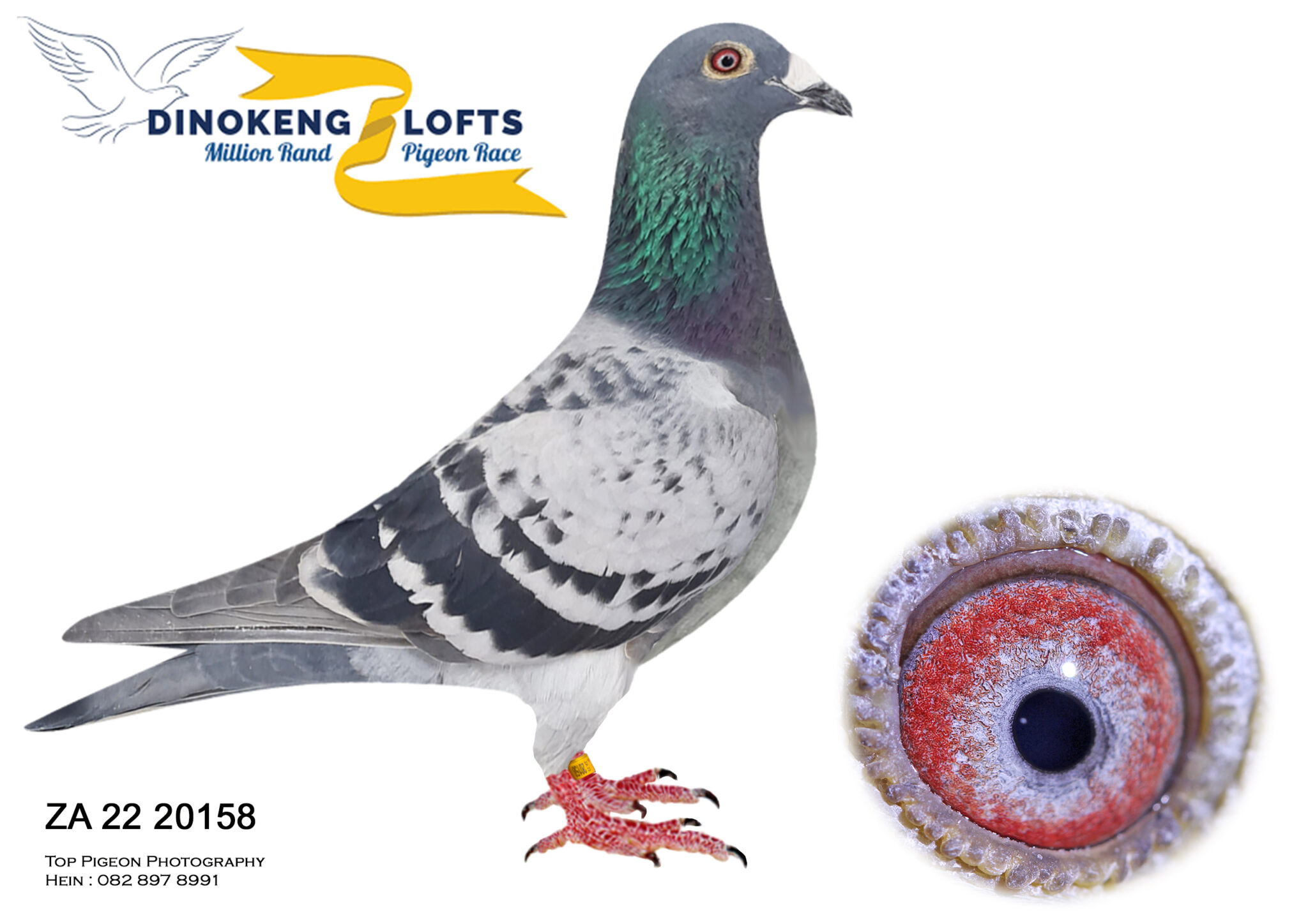 LOT 75 DINOKENG OLR –KEI LOFTS- ZA SANPO 2022 20158 “ELIANA” – 7TH FINAL RACE , WINNING R60 000. ...