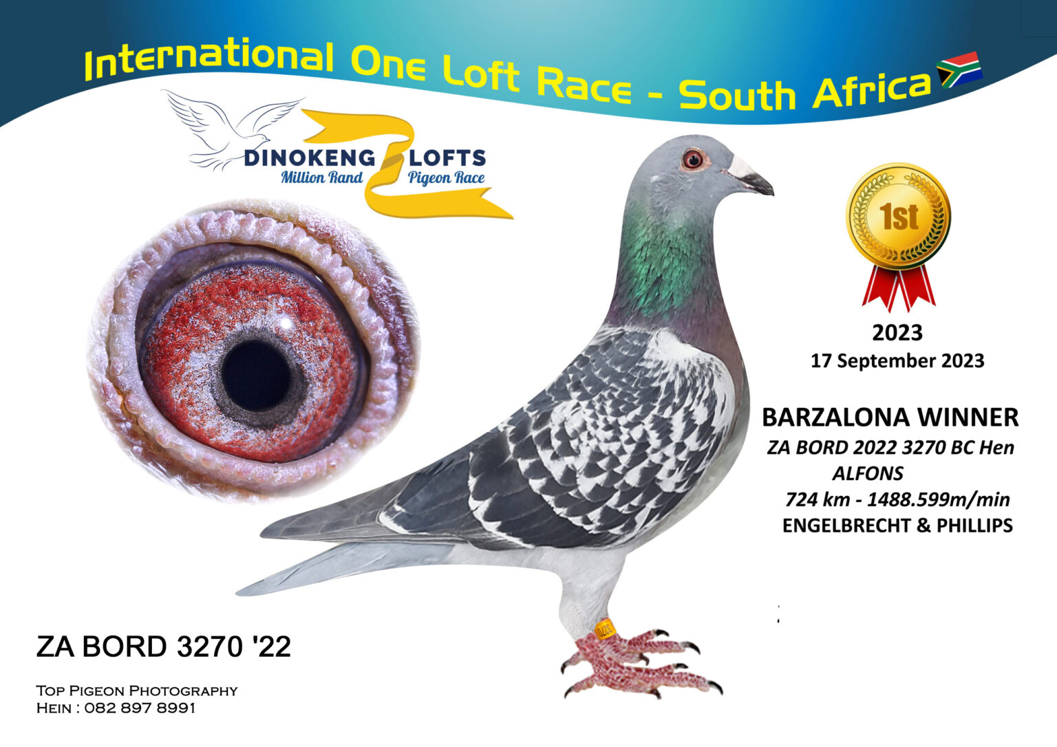 LOT 50 DINOKENG OLR – ZA 22 BORD 3270 CH “ALFONS” – ENGELBRECHT & PHILLIPS – BARZALONA RACE ...