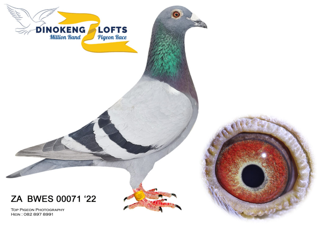LOT 21 DINOKENG OLR – ZA 22 BWES 00071 BBAR “GITA” – TEAM VISION (RIAAN ...