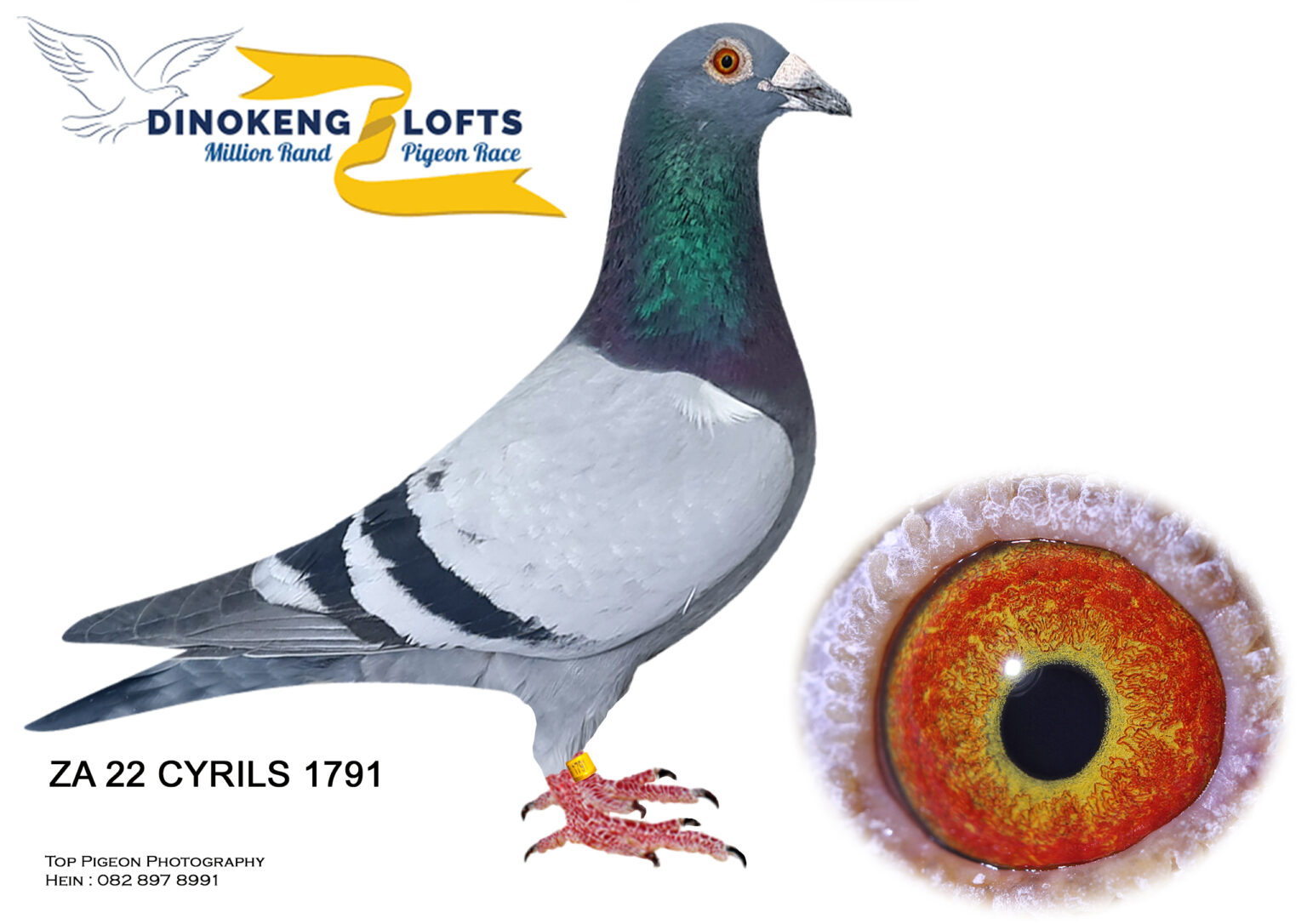 LOT 59 DINOKENG OLR – ZA 22 CYRILS 1791 “MESSI” – POGGENPOEL LOFTS .——SIRE: PSWU 1474 / 2020 ...