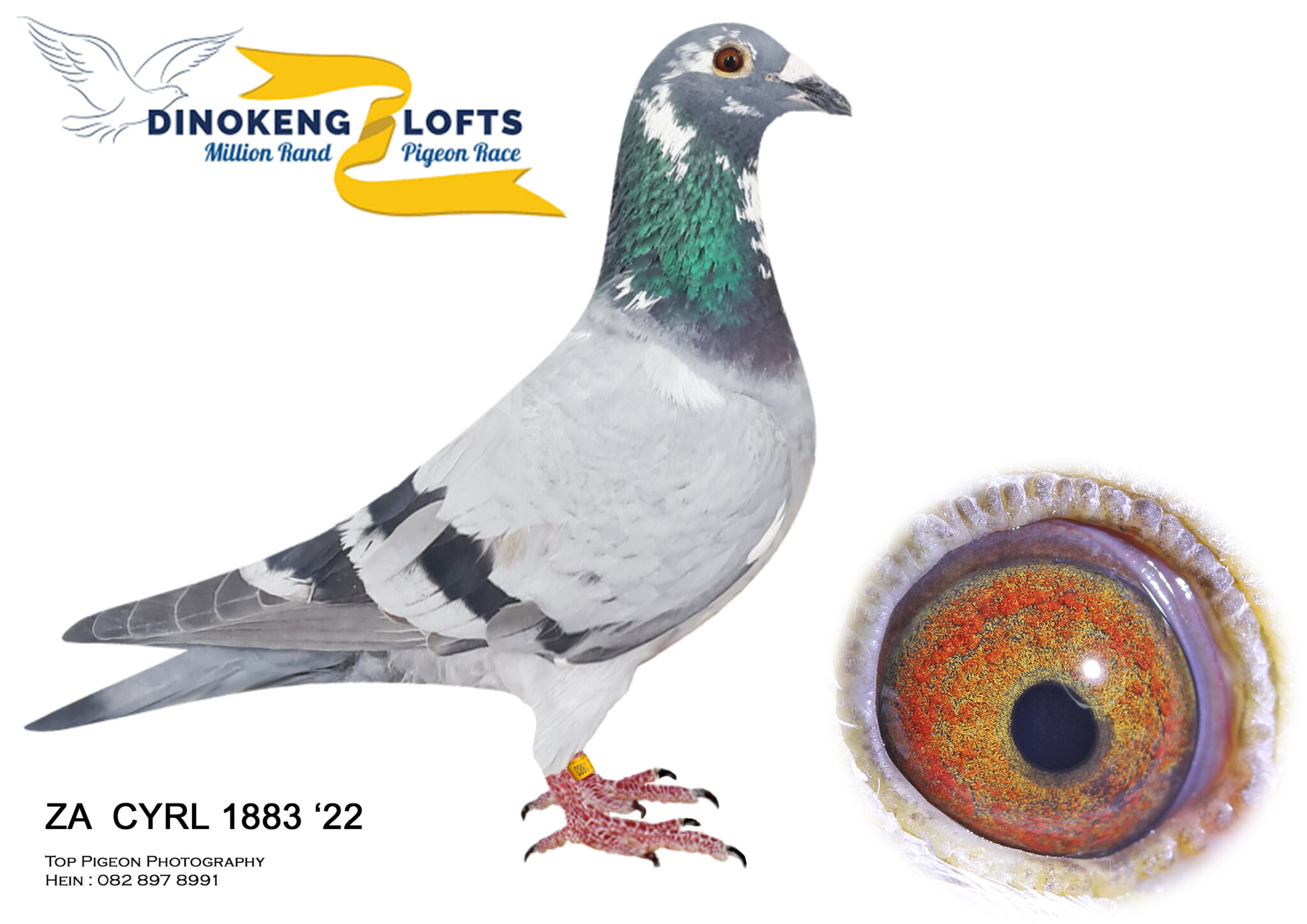 LOT 17 DINOKENG OLR – ZA 22 CYRIL 1883 “RINGO” – PHALA PHALA LOFTS – TEAM 1