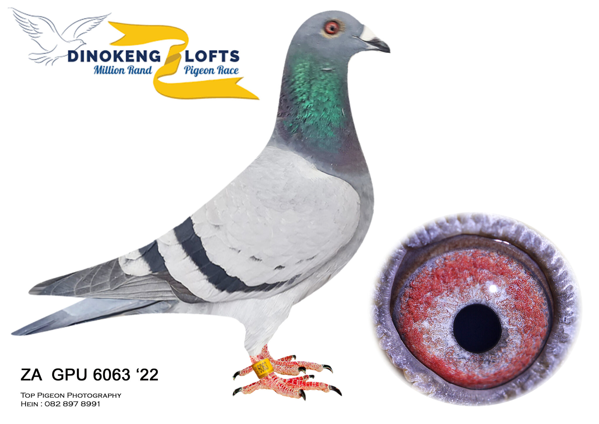 LOT 36 DINOKENG OLR – ZA 22 GPU 6063 “PAT 1 – MPN SYNDICATE – SIRE: ZA 21 JJJ 828. BENCHMARK ...