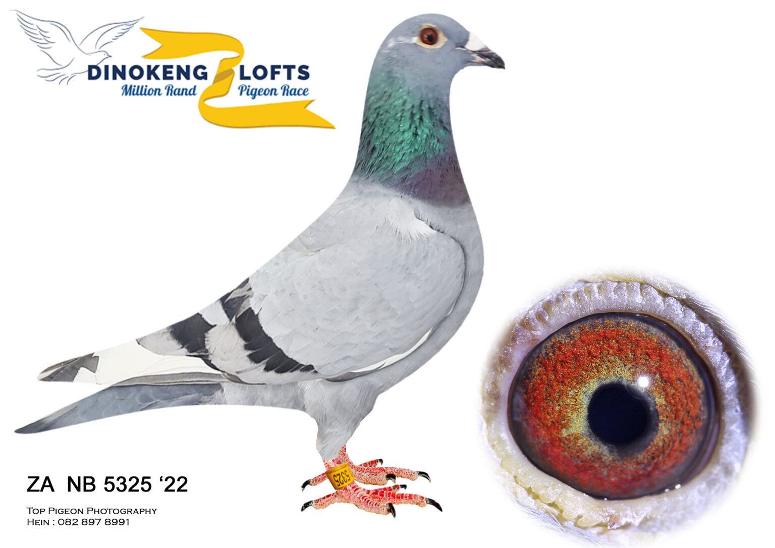 LOT 24 DINOKENG OLR – ZA 22 NB 5325 BBWF “BOLT” – KADER & NADIA AHMED/YAZEED/FRANS/TONI – TEAM 1 ...