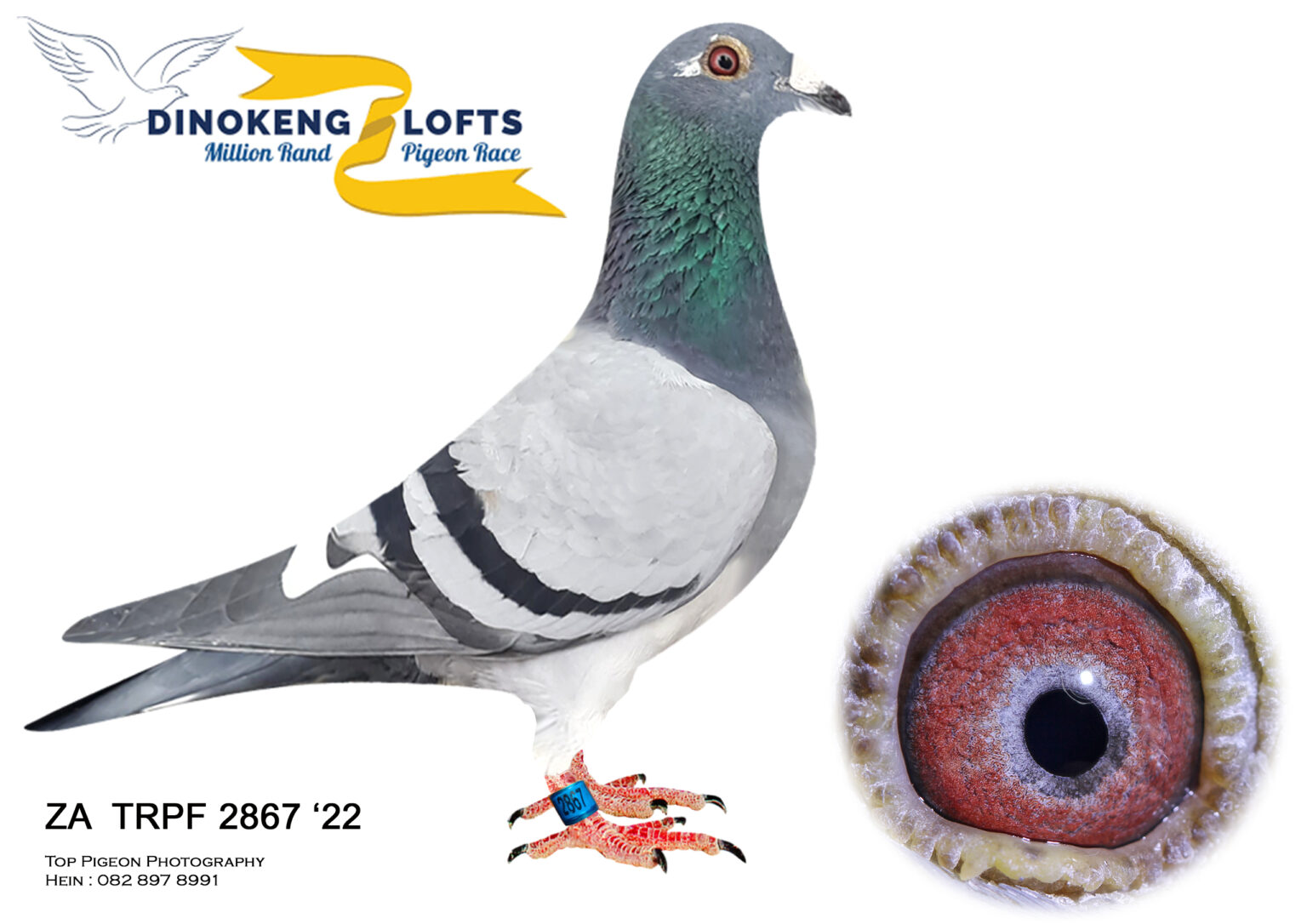 LOT 31 DINOKENG OLR -ZA 22 TRPF 2867 BBWF “BULLION BIRD ” – TNT LOFTS -SIRE: ZA 21 GPU 7600 ...