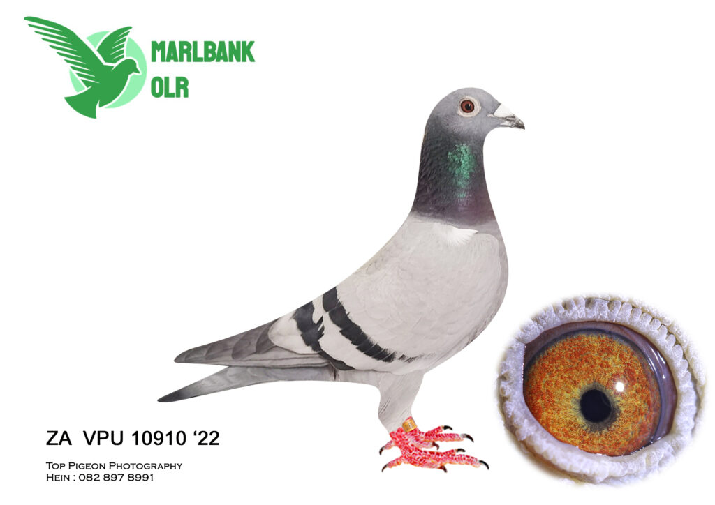 LOT 25 SHAMWARI LOFTS “ROB POLEY” – ZA 22 VPU 10910 BBAR – –An exceptional racing and breeding ...