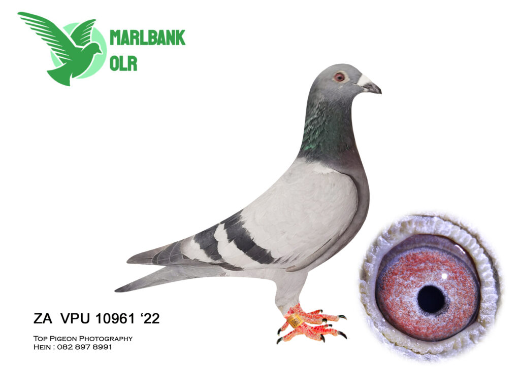 LOT 21 MARLBANK OLR – ZA 22 VPU 10961 BB – FRED VAN HEERDEN / ALBIE ...