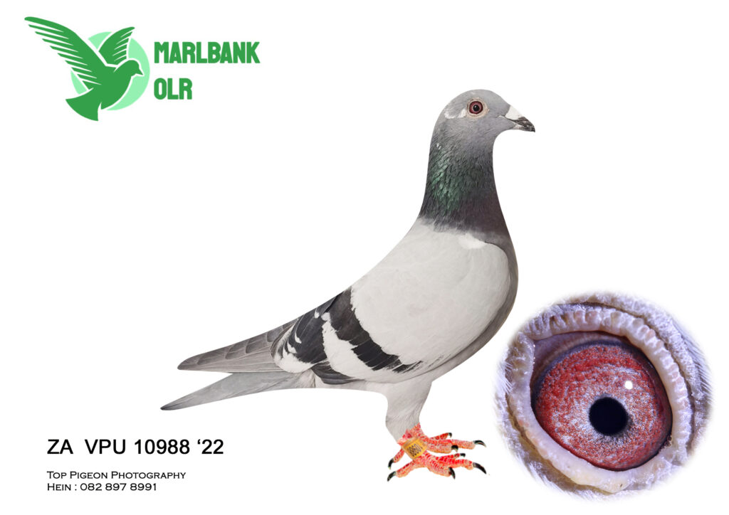 LOT 19 MARLBANK OLR – ZA 22 VPU 10988 BB – SCHALK POSTHIMUS – 3RD ...