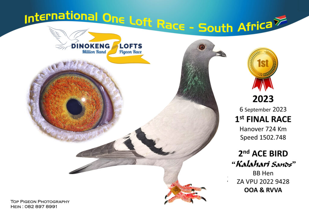LOT 30 DINOKENG OLR -ZA 22 VPU 9428 BBAR “KALAHARI SANDS” – OOA AND RVVA (BRED BY OUT OF AFRICA ...