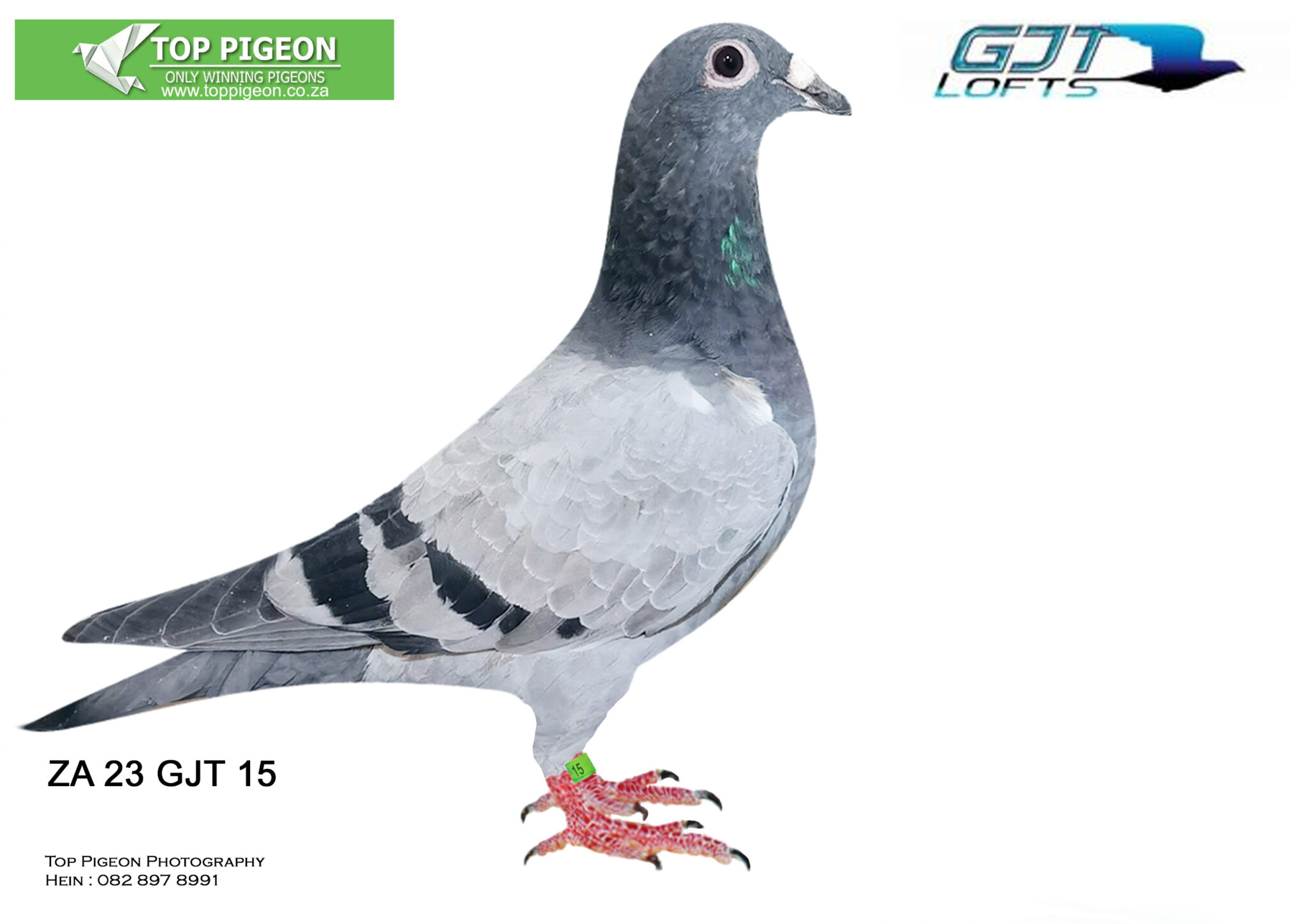 .LOT 3 GJT LOFTS – ZA 23 GJT 15 BB – THIS IS AN INBRED SMUTS PAIR ...