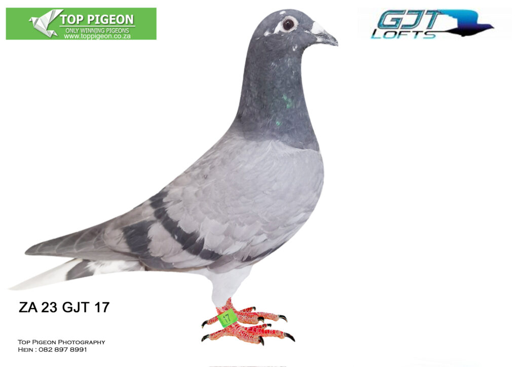 LOT 25 EARLY JANUARY -ZA 23 GJT 17 BBAR PIED – THIS PIGEON IS EXACTLY ...