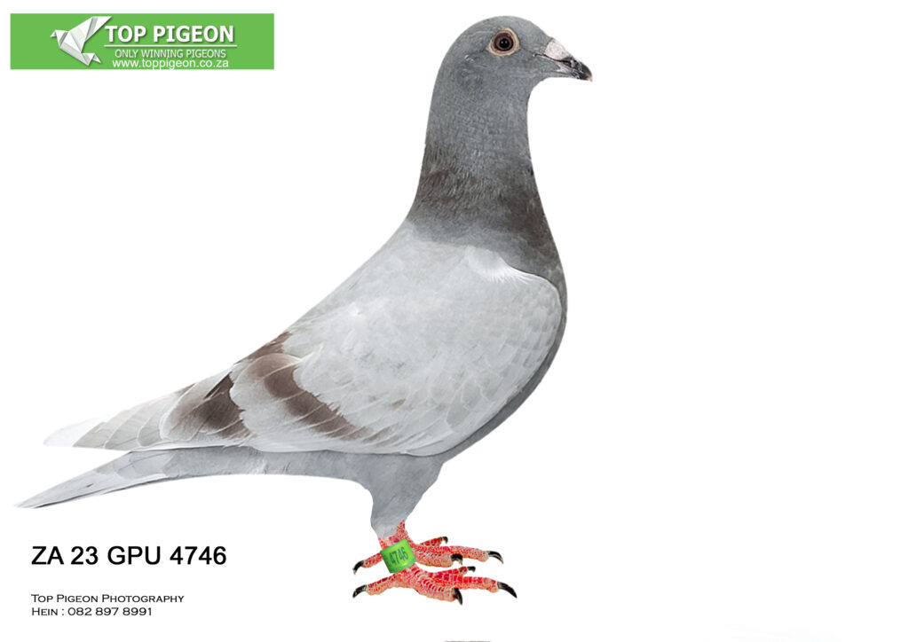 .LOT 6 – TNT ELITE CENTRE – ZA 23 GPU 4746 MEALY – SIRE:ZA 21 NRHU 4935 “ENZO” . BOUGHT FOR R53 ...