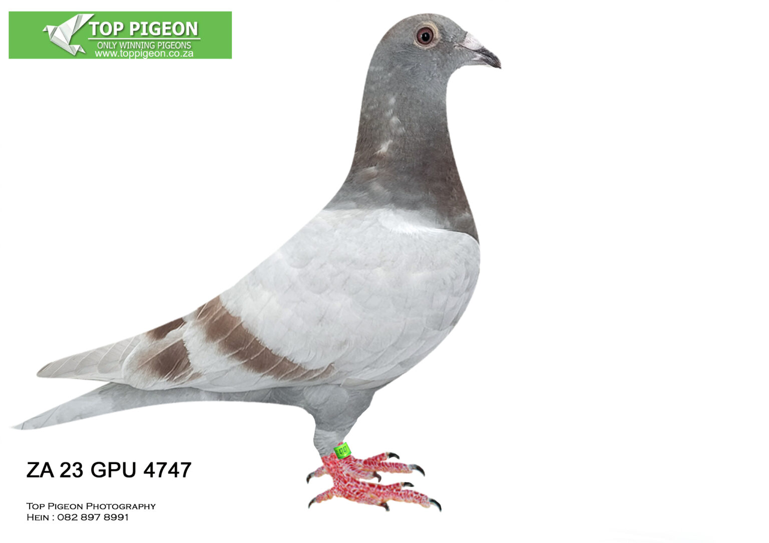 .LOT 3 – TNT ELITE CENTRE – ZA 23 GPU 4747 MEALY – ———BEST KITTEL——-SIRE:ZA 21 NRHU 4935 “ENZO ...