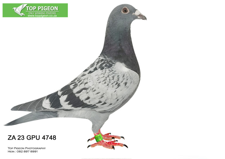 .LOT 7 – TNT ELITE CENTRE – ZA 23 GPU 4748 BCH -BEST KITTEL – BE 22 3031767 . BEST KITTEL . THE ...