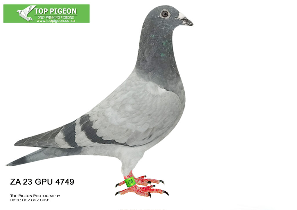 LOT 40 EARLY JANUARY – ZA 23 GPU 4749 BBAR –BRED BY TNT ELITE CENTRE— BEST KITTEL——SIRE: ZA 20 ...