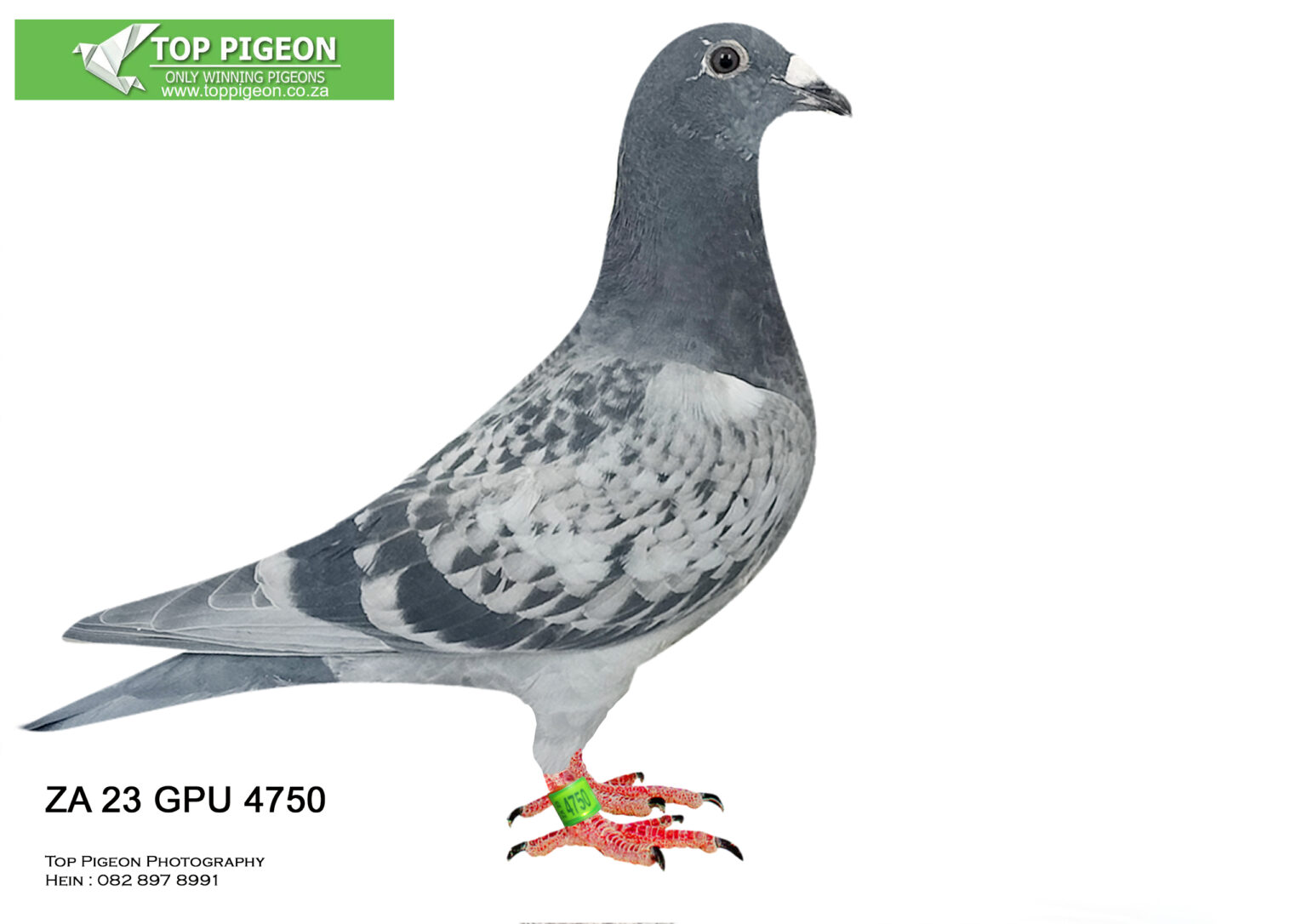 .LOT 6 EARLY JANUARY -– ZA 23 GPU 4750 CH ——BRED BY TNT ELITE CENTRE—— BEST KITTEL——SIRE: ZA 20 ...