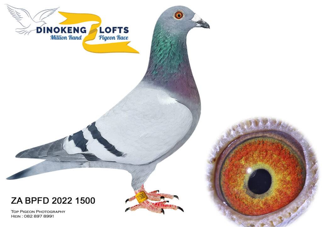 .LOT 2 DINOKENG OLR -ZA BPFD 2022 1500 BB “ROYAL FLASH (Tsunami Lofts)” – TSUNAMI LOFTS/JJJ VD ...