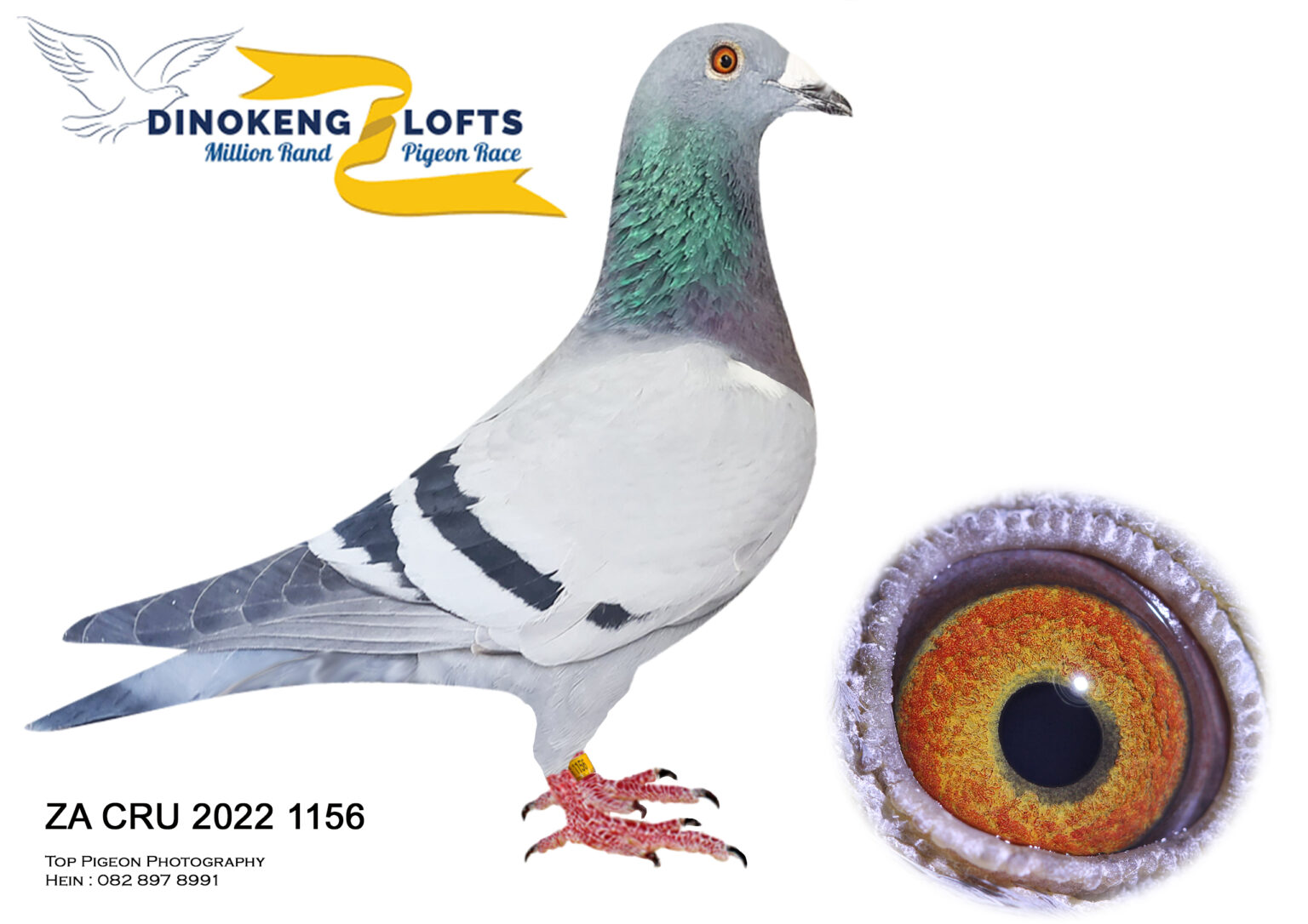 LOT 92 DINOKENG OLR –TEAM FAR EAST (Pieter Maas)- ZA CRU 2022 1156 “MAAS 1” -SIRE: 34046/14. 2nd ...