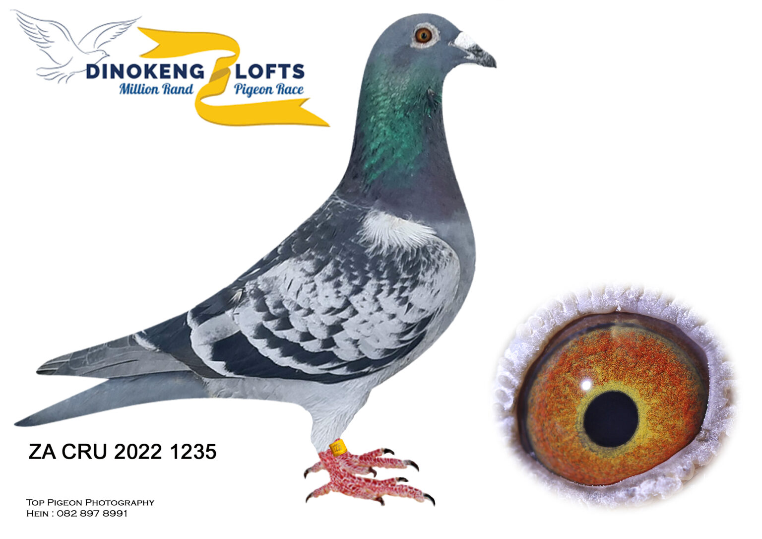 LOT 44 DINOKENG OLR – ZA 22 CRU 1235 “ROMMEL” – FERDIE COETZER -15TH RACE 3 (EQUAL WINNER ...