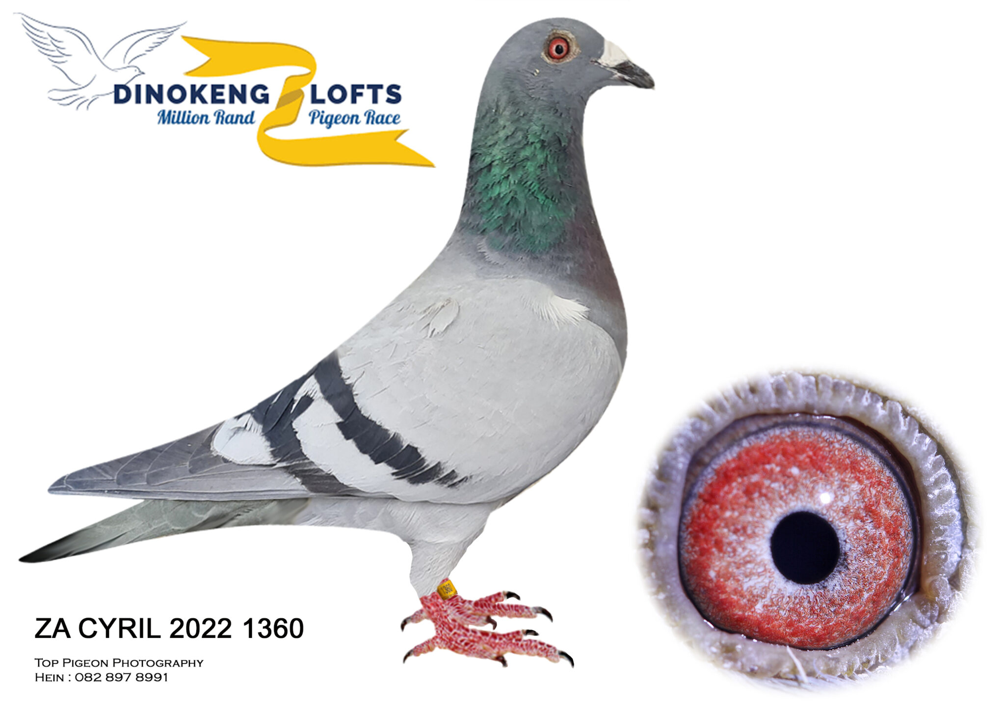 LOT 79 DINOKENG OLR –LEN KNOETZE LOFTS- ZA CYRIL 2022 1360 “LKL “60”” -sire: 2691 ZA SLIM 17 ...