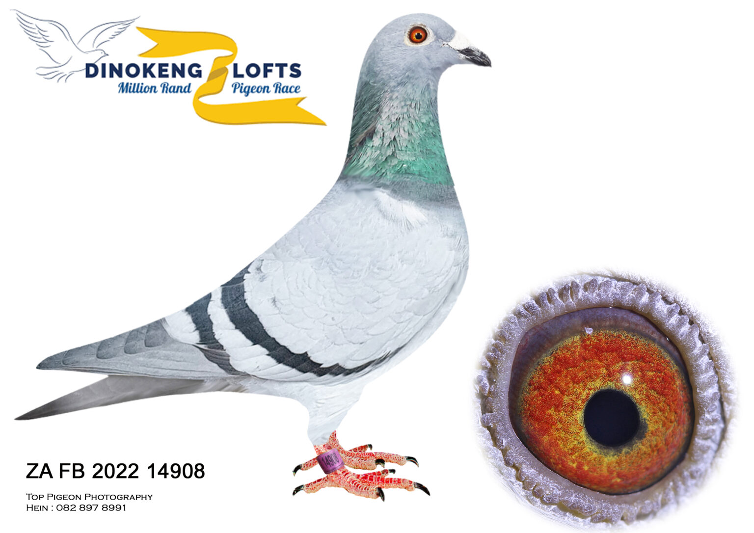 LOT 46 DINOKENG OLR – ZA 22 FB 14908 “QUEEN” – KADER & NADIA AHMED/YAZEED/FRANS/TONI – TEAM 1