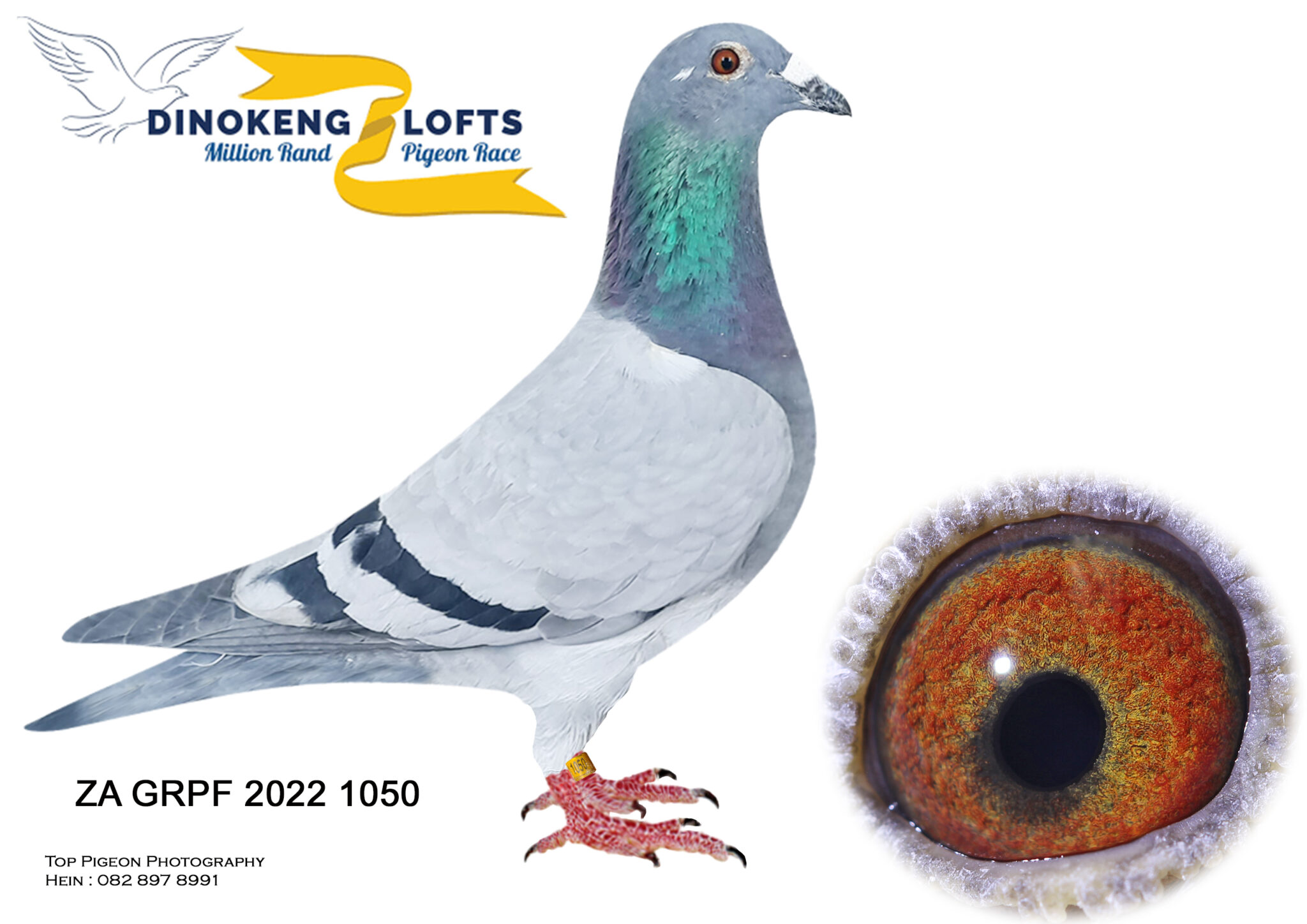 LOT 72 DINOKENG OLR –GYS & HANS- ZA GRPF 2022 1050- “RETURN FLIGHT” – 8TH RACE 3 (EQUAL WINNER ...