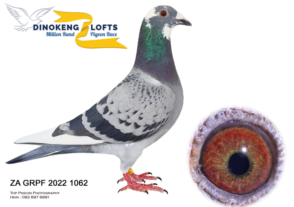 LOT 48 DINOKENG OLR – ZA 22 GRPF 1062 “RIGEL” – KINGS & GYS LOUW TEAM 1 ...