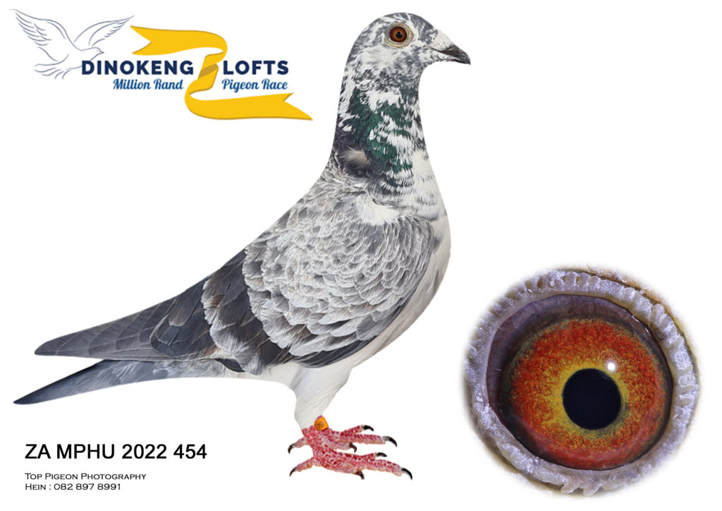 LOT 54 DINOKENG OLR – ZA 22 MPHU 454 “BERYL” – WAJID LOFTS