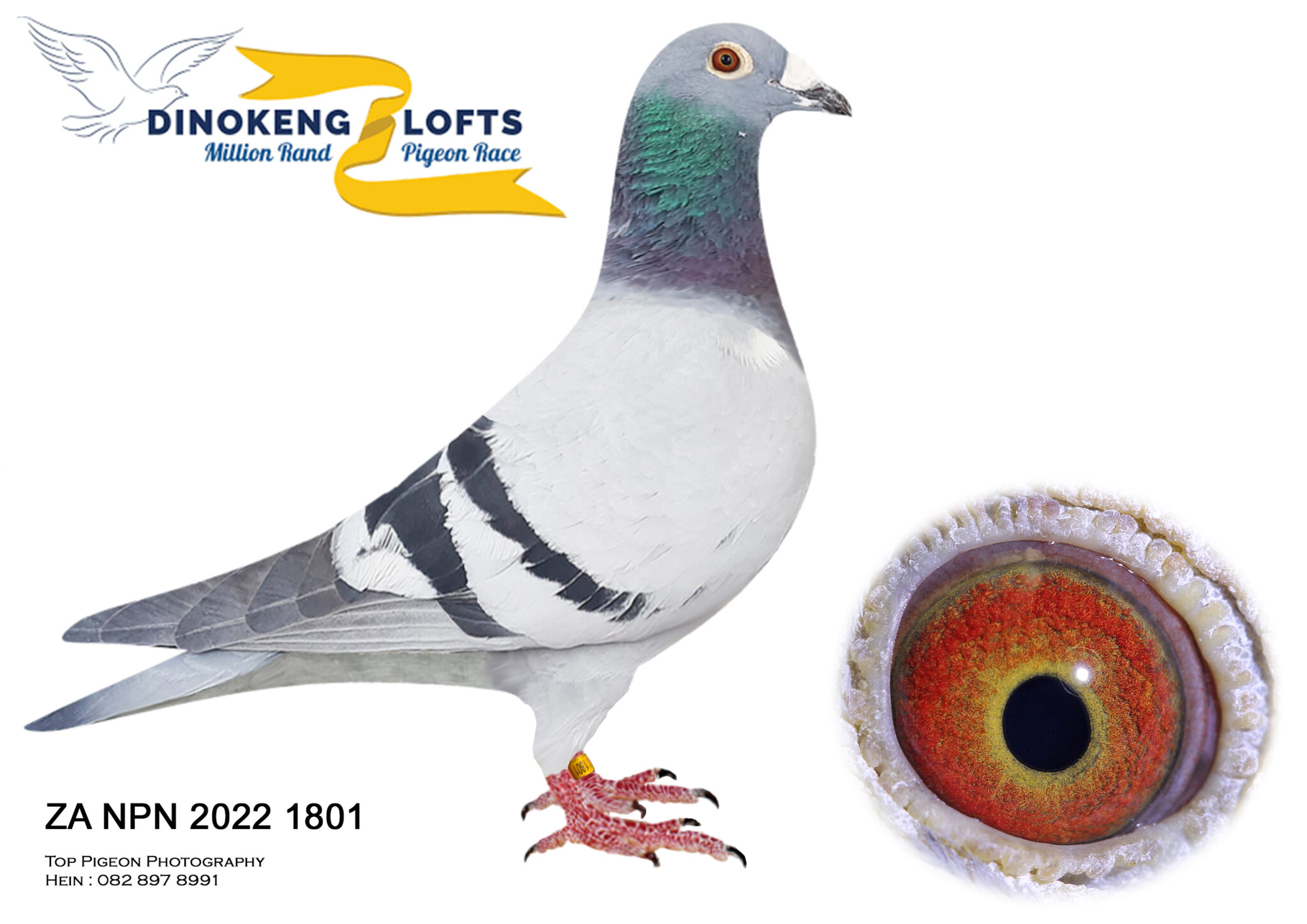 LOT 73 DINOKENG OLR –INTER PROVINCIAL QUARTET- ZA NPN 2022 1801 “STORIN NORMAN 01 (Charlie Jones ...