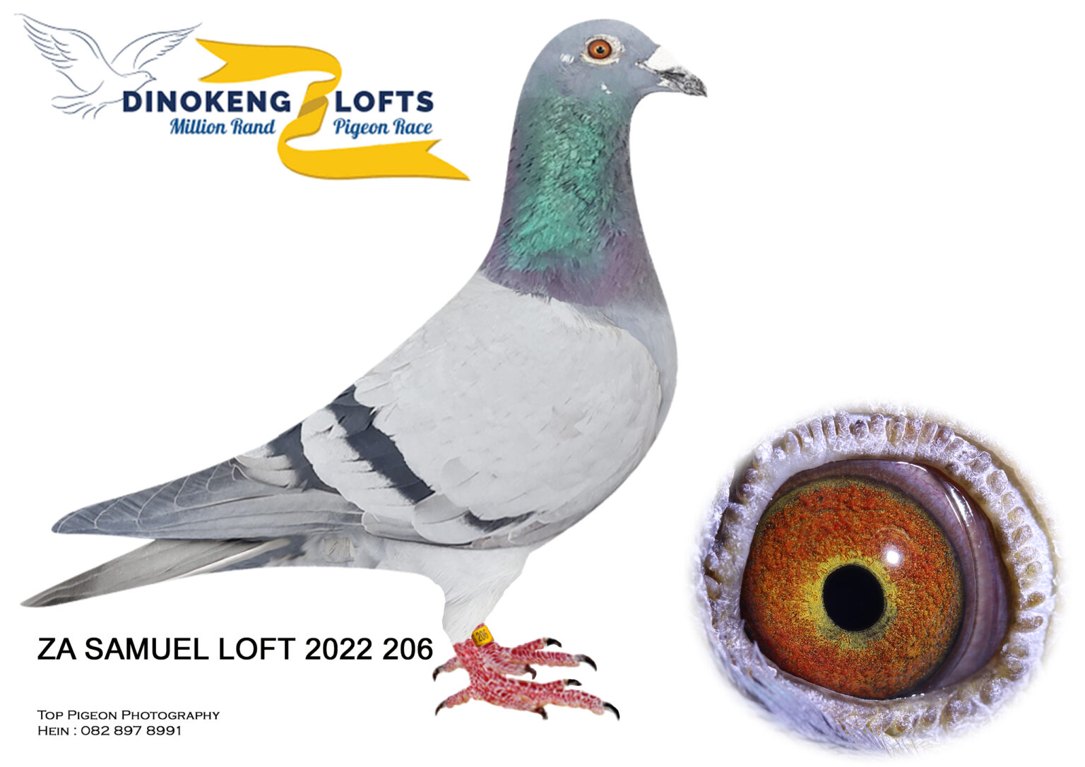 LOT 98 DINOKENG OLR –SAMUEL LOFTS- ZA SAMUEL LOFT 2022 206 “CHILD 206” -SIRE: 13502 GPU 18 ZA ...