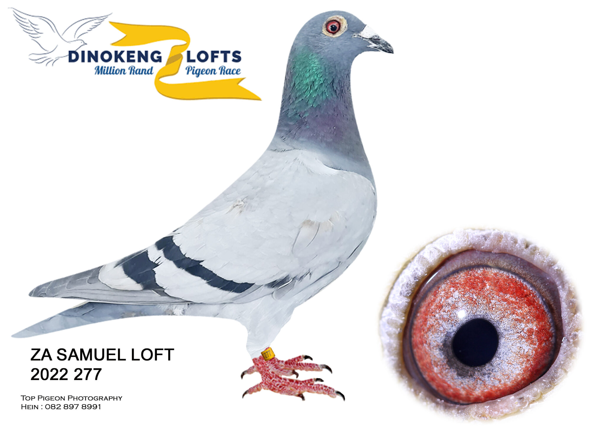 LOT 82 DINOKENG OLR –SAMUEL LOFTS – ZA SAMUEL LOFT 2022 277 “CHILD JEFF” – Sire: 9601 TRPF 19 ZA ...