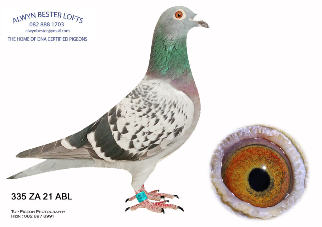 .LOT 2 ALWYN BESTER – ZA 21 ABL 335 CHECK – SIRE: 2533 ZA 20 ZULU . Strain: Tom Lock .Color ...