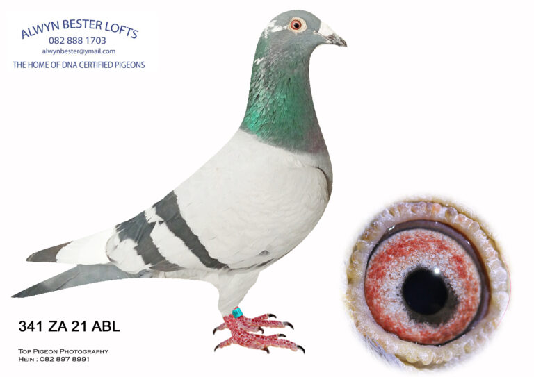 LOT 12 ALWYN BESTER – ZA 21 ABL 341 BBAR PIED – Sire: 37471 ZA 17. Alias “Dean”. Strain ...