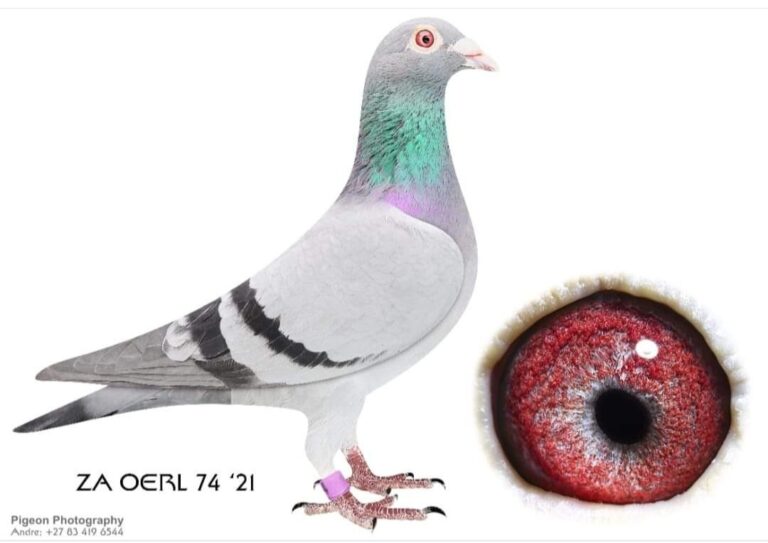 .LOT 5 FERDIE COETZER – ZA 21 OERL 74 BB – Stunning young racing pigeon . This perfect handling ...