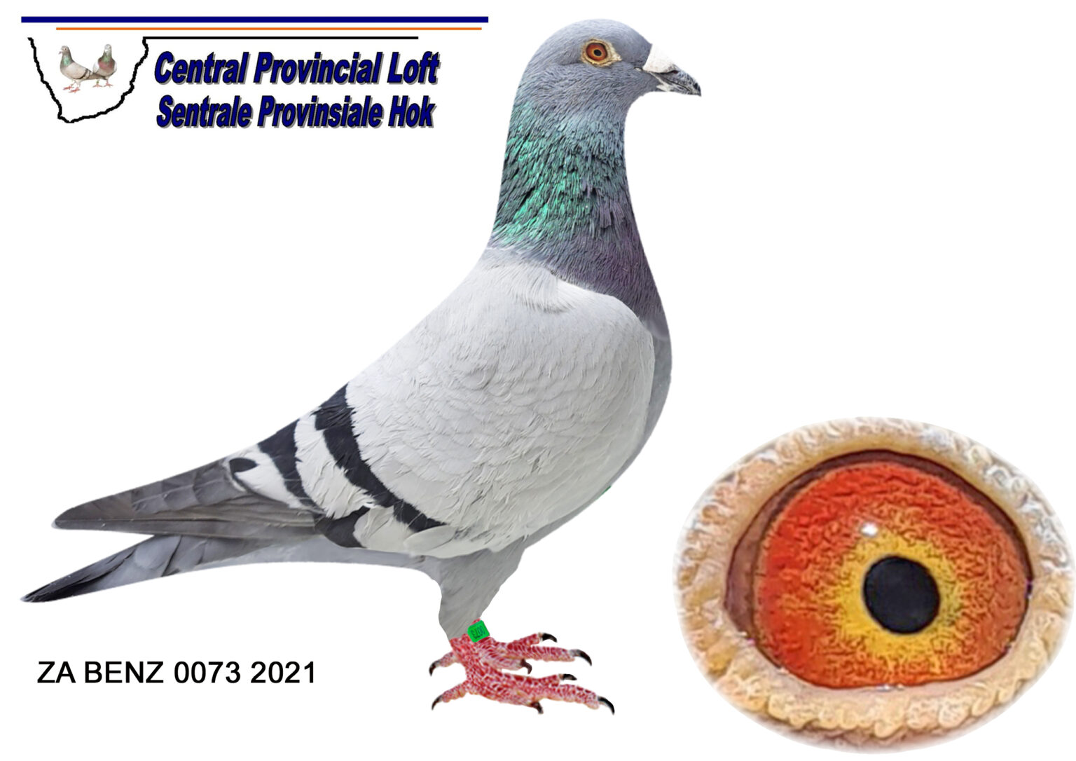 LOT 54 CENTRAL LOFTS OLR – ZA BENZ 0073 2021 – PAUL & NICO – SIRE: 32828 17 ZA . Strain: Jansen ...