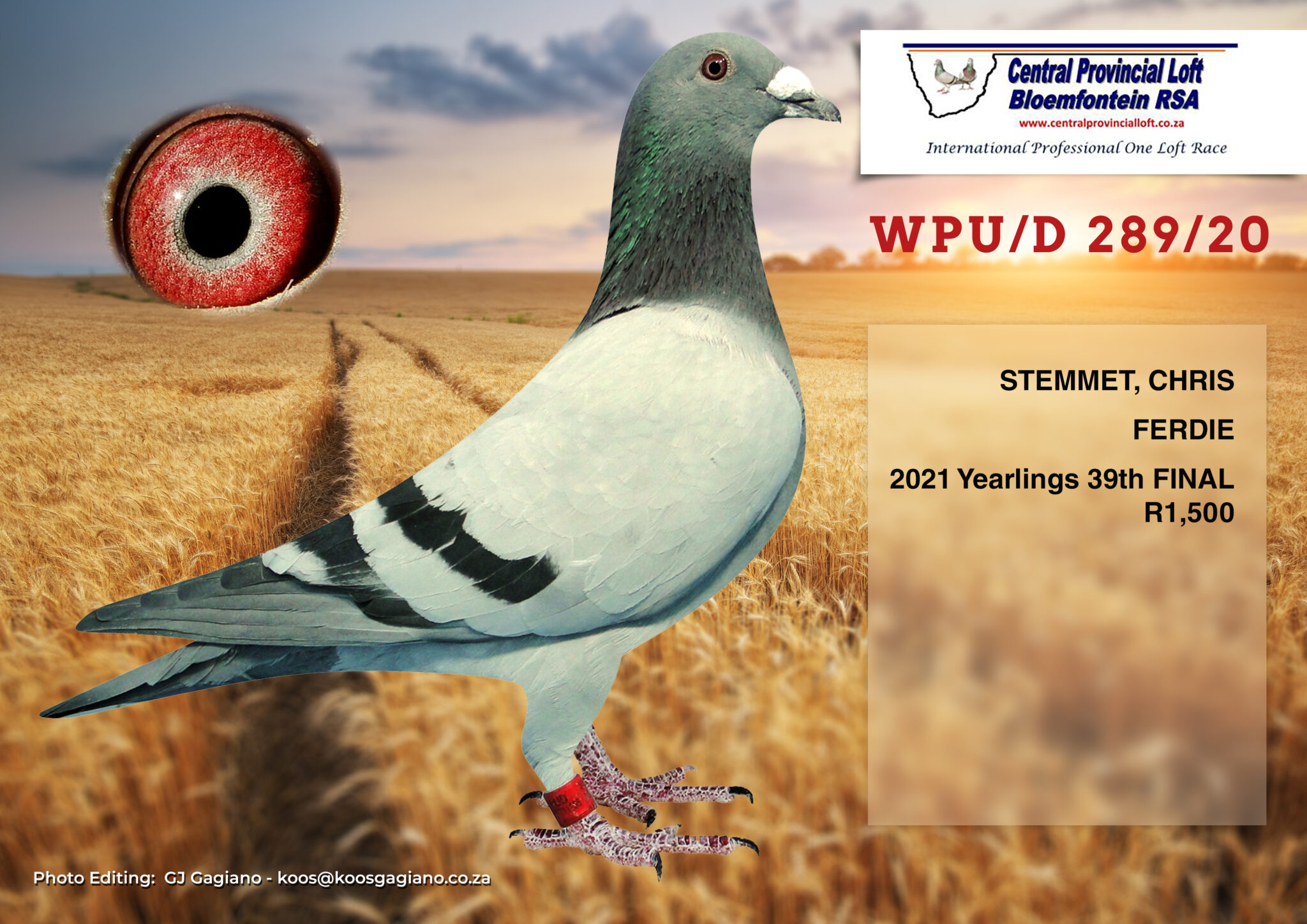 LOT 57 CENTRAL LOFTS OLR -WPUD 289 2020 – PIGEON POWERS – NO PEDIGREE!!!!!